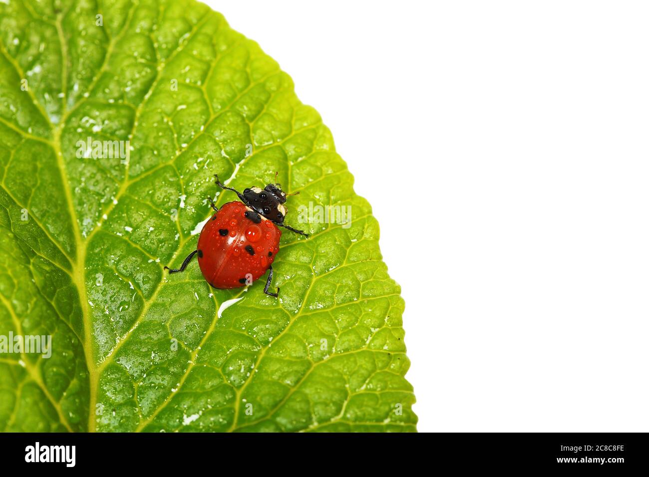 Ladybug antenna hi-res stock photography and images - Alamy