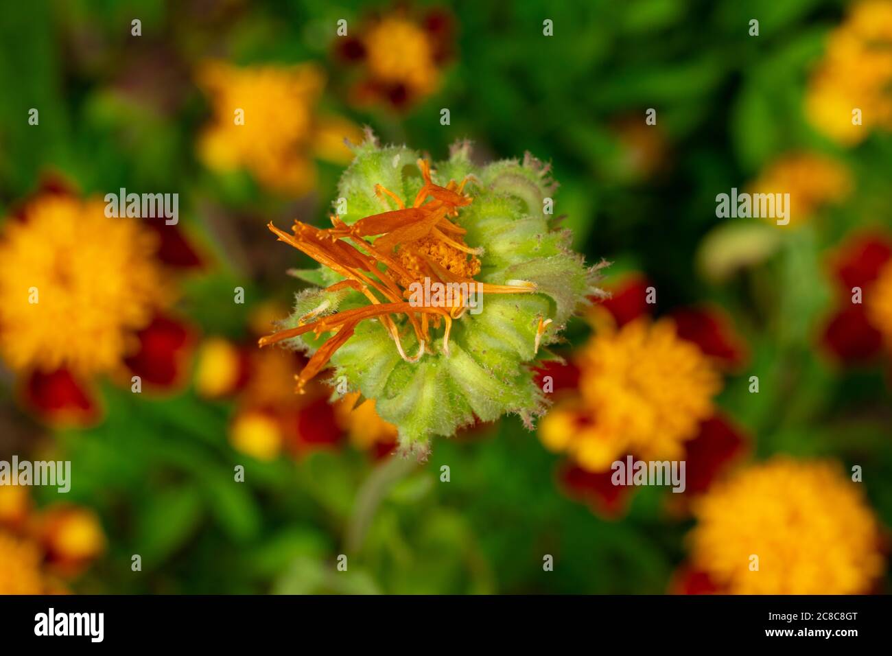 Colorful flower begins to bloom top view. Bud opens. Blurry background ...