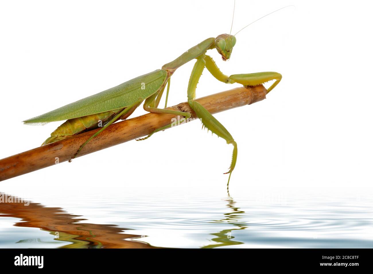 praying mantis above water surface with reflection Stock Photo - Alamy
