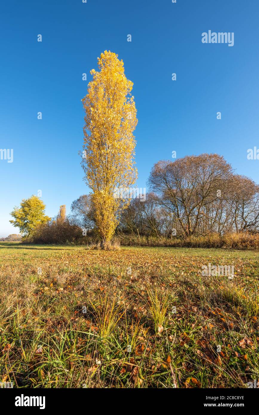 Poplar Tree with fall colours during autumn in the french countryside ...