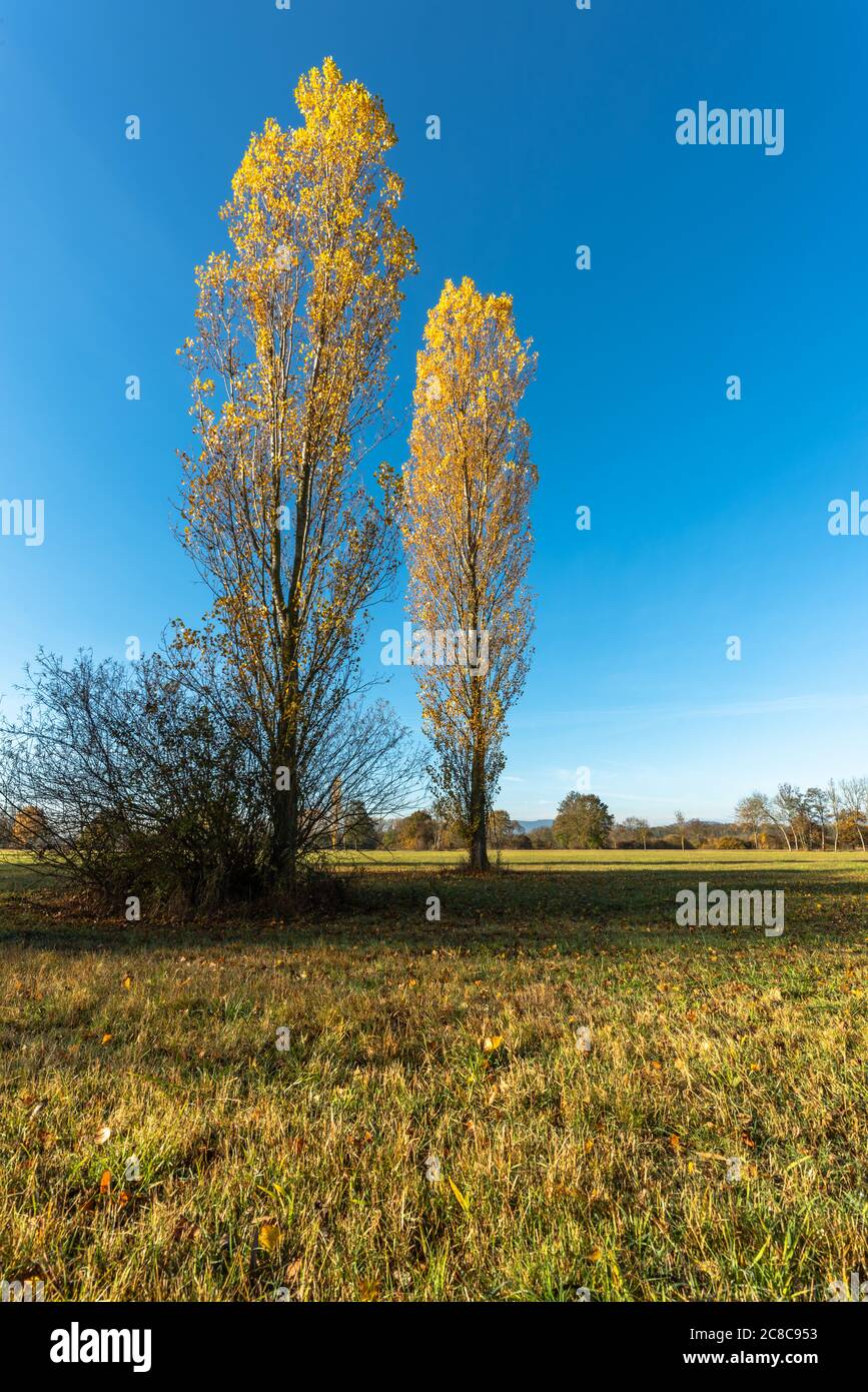 Poplar Tree with fall colours during autumn in the french countryside ...