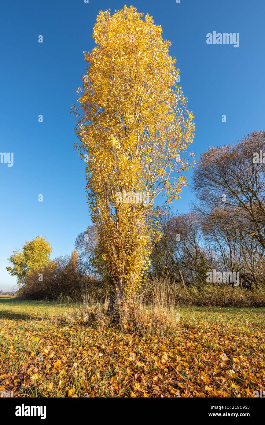 Poplar Tree with fall colours during autumn in the french countryside ...