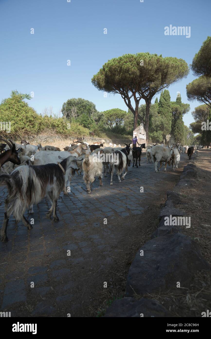 Italy sheep ruins hi-res stock photography and images - Alamy