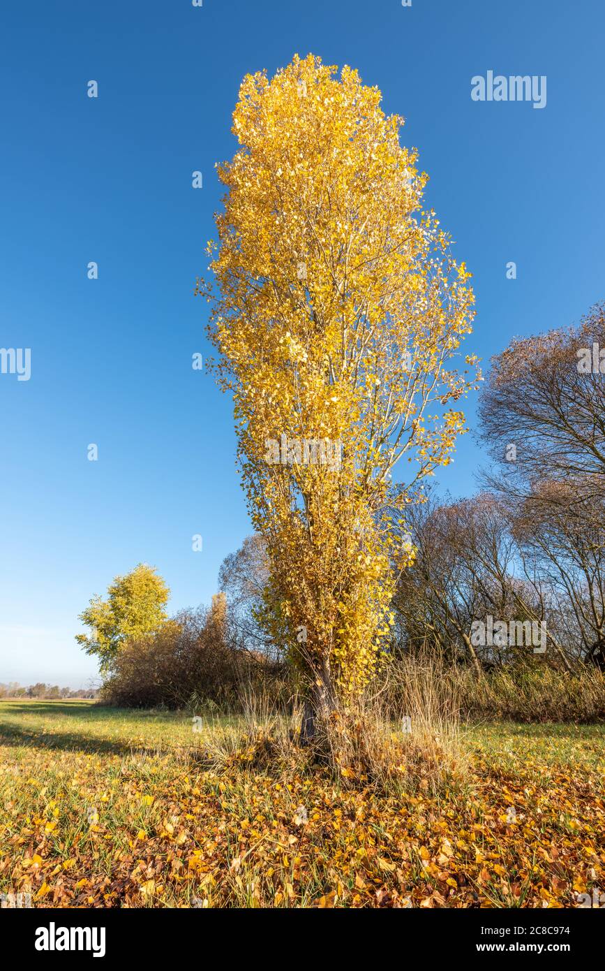 Poplar Tree with fall colours during autumn in the french countryside ...