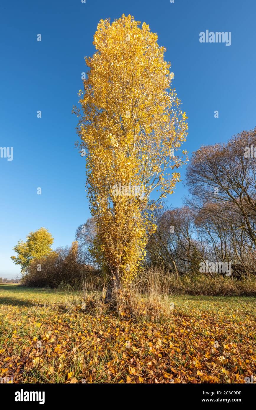 Poplar Tree with fall colours during autumn in the french countryside ...