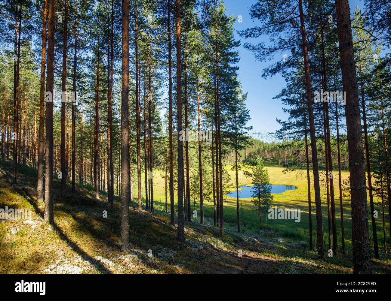 Glacial eskers with growing pine trees ( Pinus Sylvestris ) and an ...