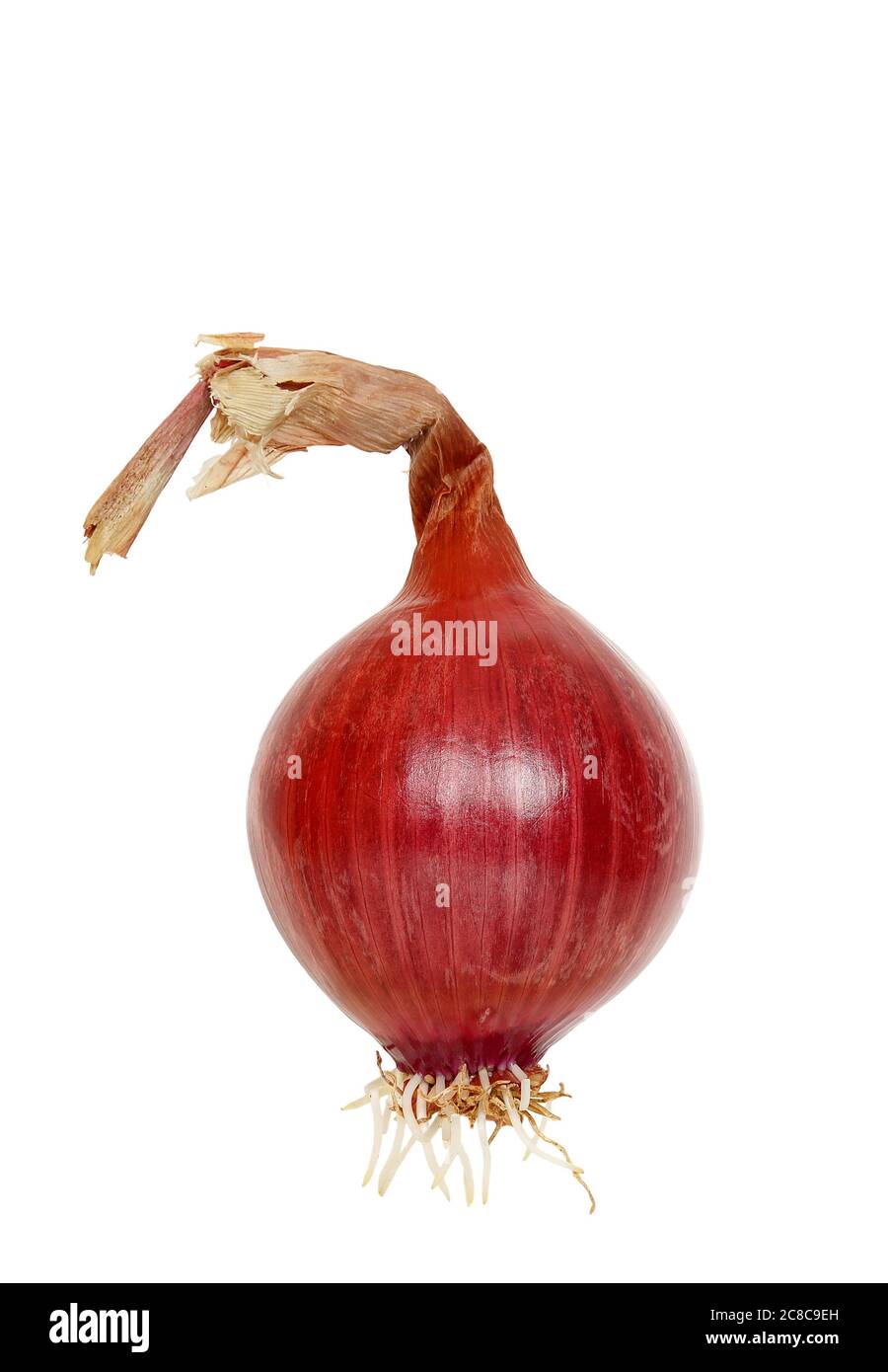 fresh single onion on white isolated Stock Photo - Alamy