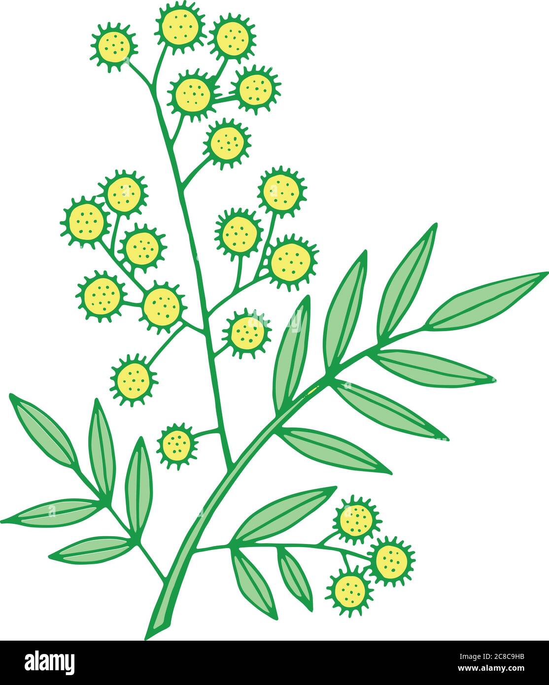 Mimosa branch. Isolated doodle and cartoon floral element. Vector ...