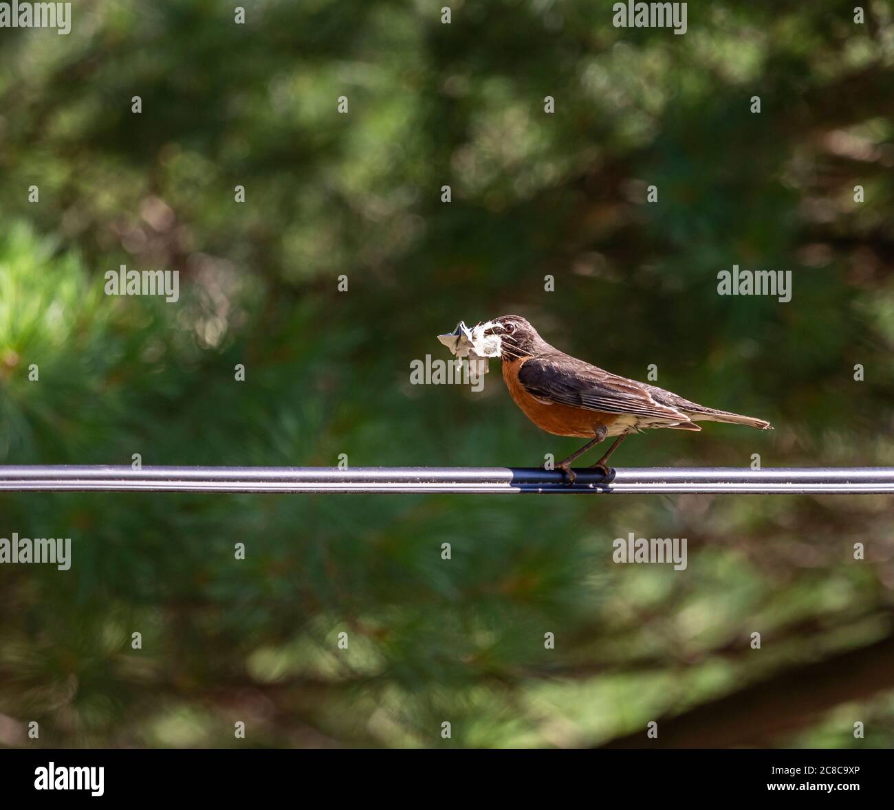 American Robin keeping twigs, ribbons and pieces of paper in the beak ...