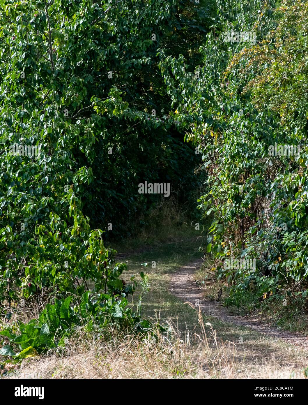 Path passing through a hole in tree branches Stock Photo - Alamy