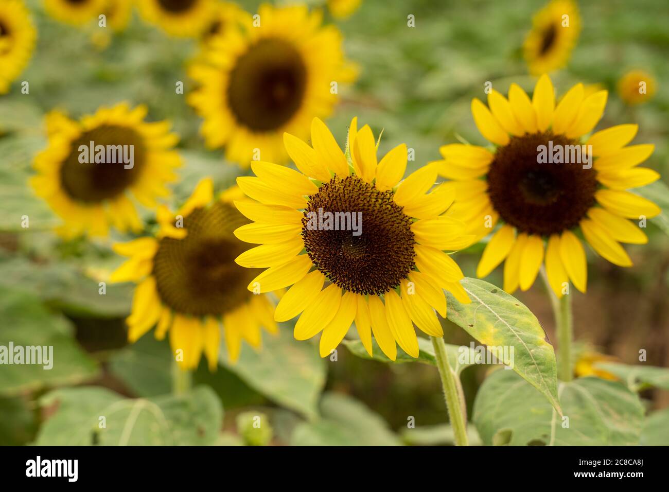 Realistic beautiful yellow sunflower plant landscape in the farm garden ...