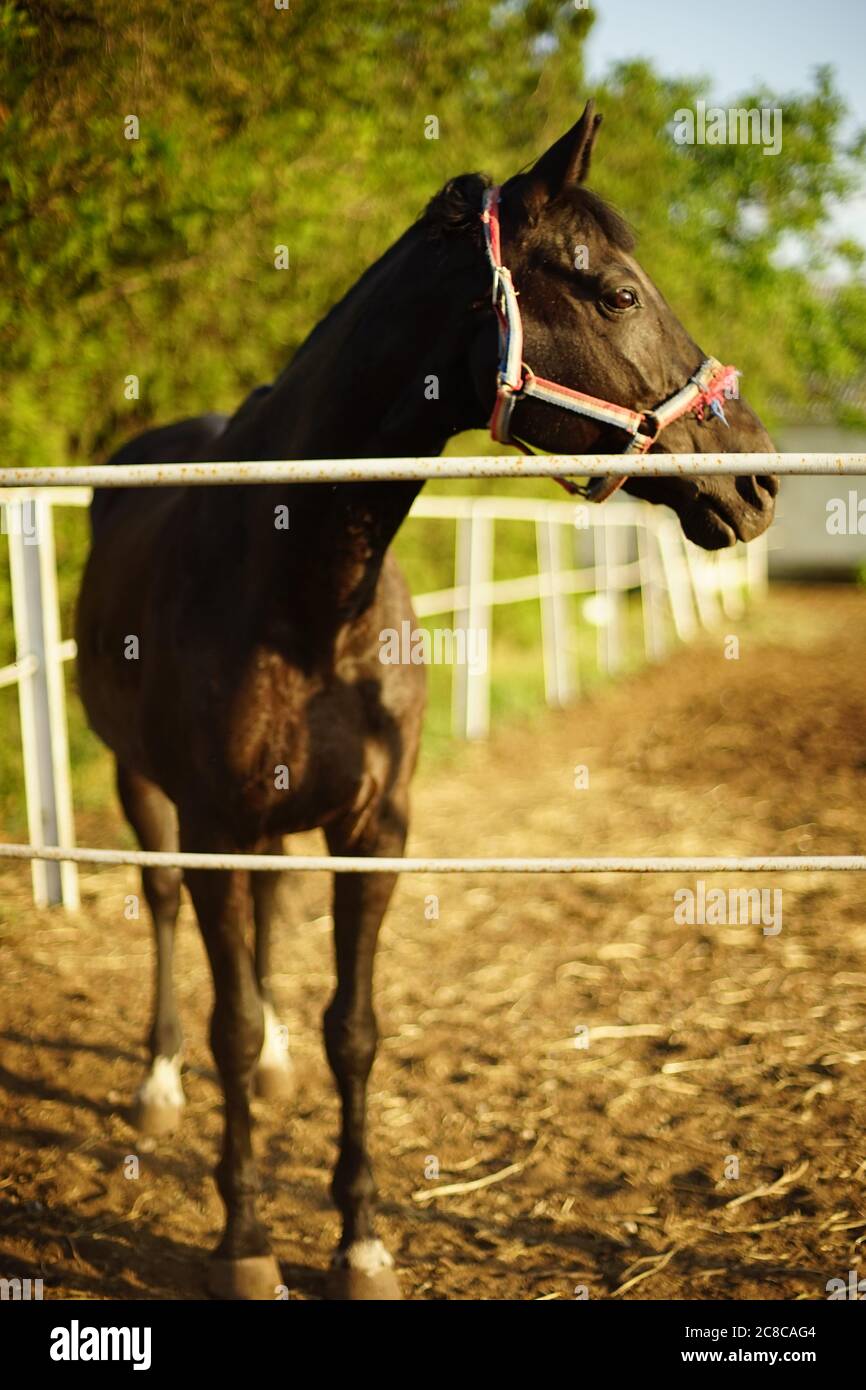 Portrait of bay horse grazes in corral at sunny day Stock Photo - Alamy