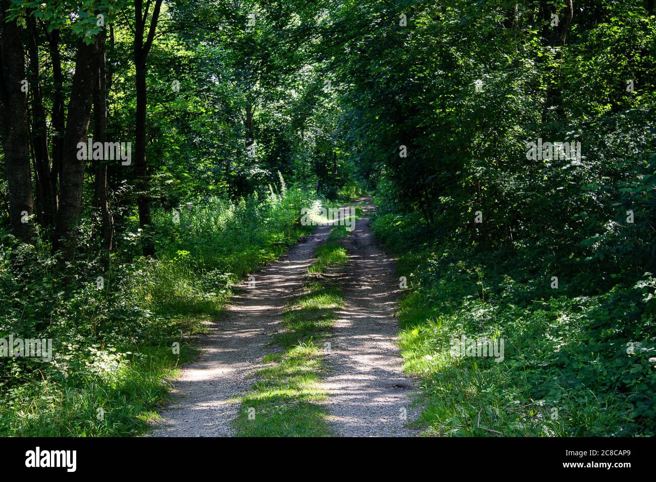 Beautiful woods hi-res stock photography and images - Alamy