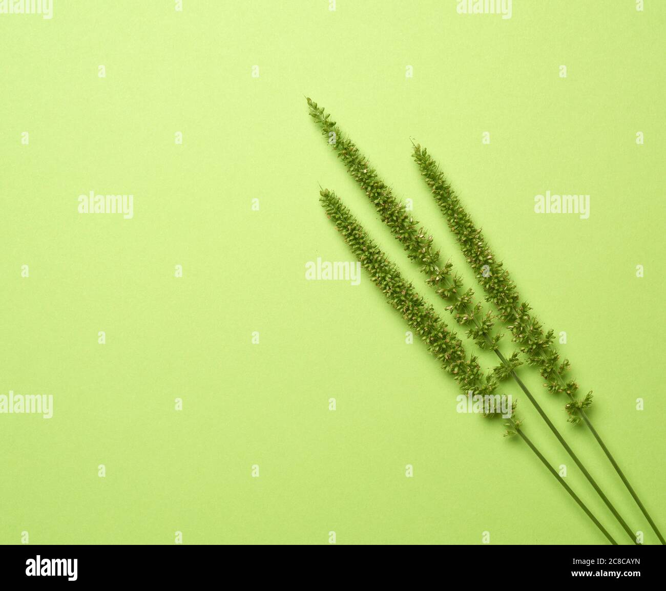 annual plant Setaria with green stems on a green background, flat lay ...
