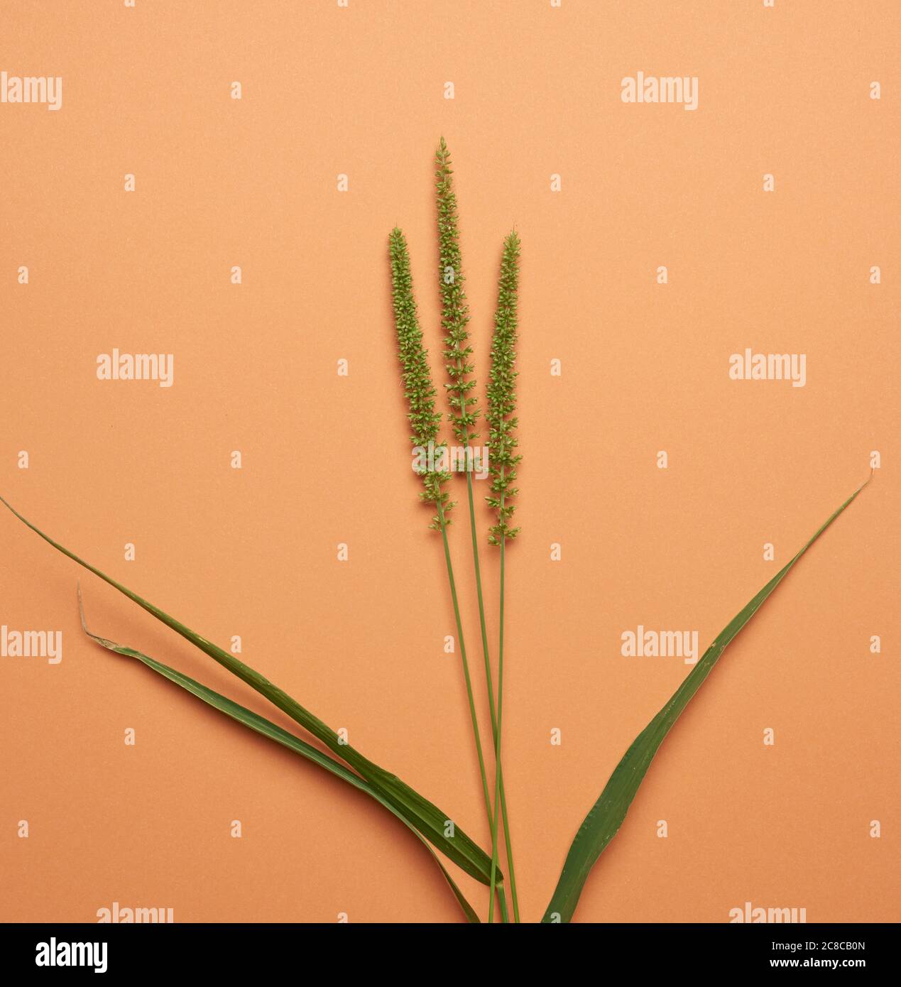 annual plant Setaria with green stems and leaves on an orange ...