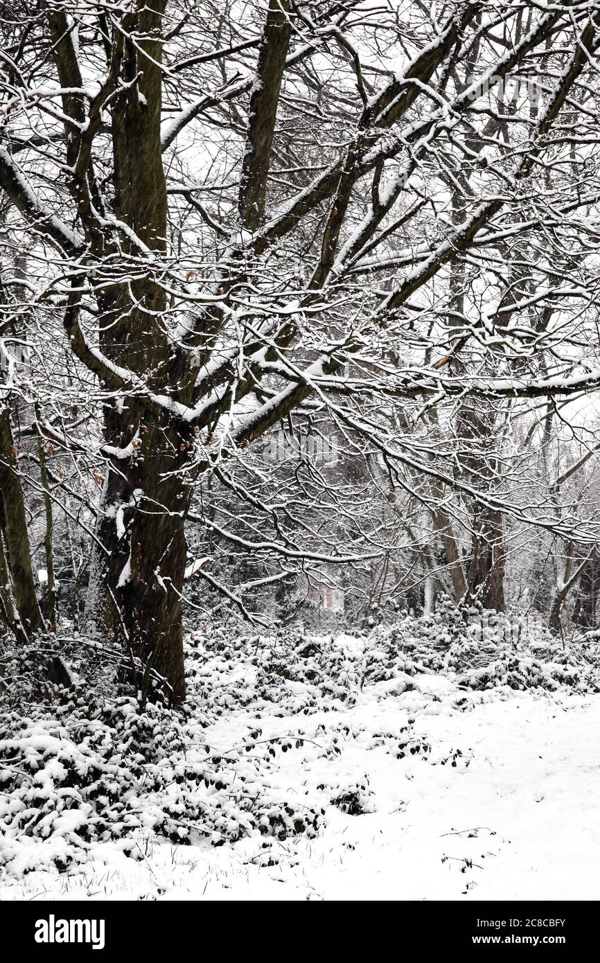 Snow landscape of winter season woodland forest trees in December stock ...