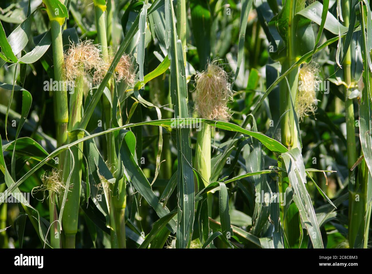 Corncob texture hi-res stock photography and images - Alamy
