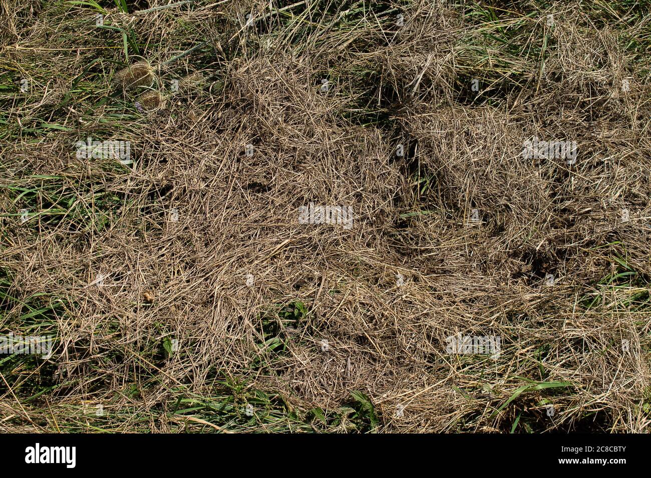 Autumn hay texture on hi-res stock photography and images - Alamy