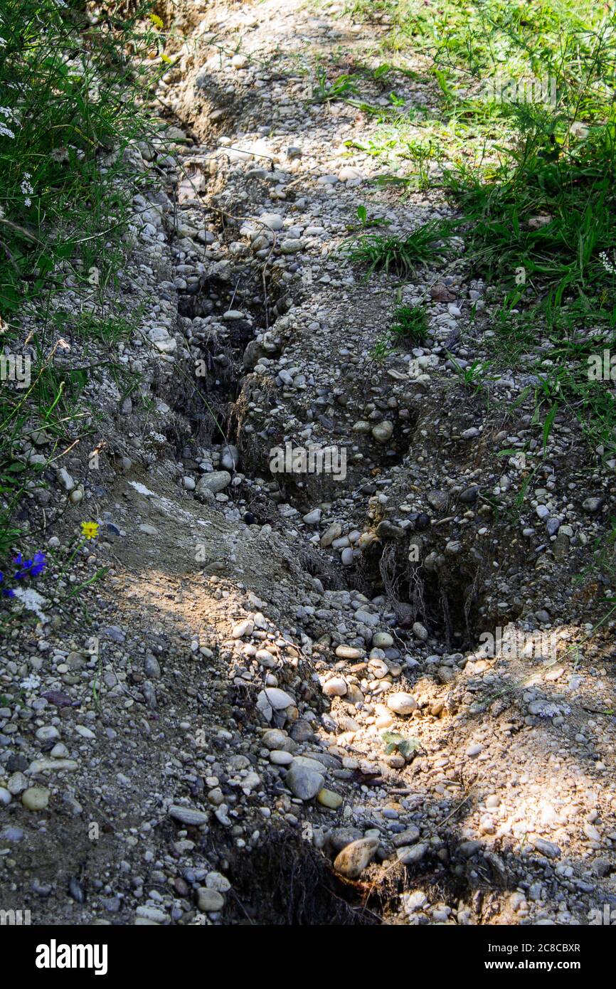 Texture of a dry stream course . Lush green and occasional flowers on ...