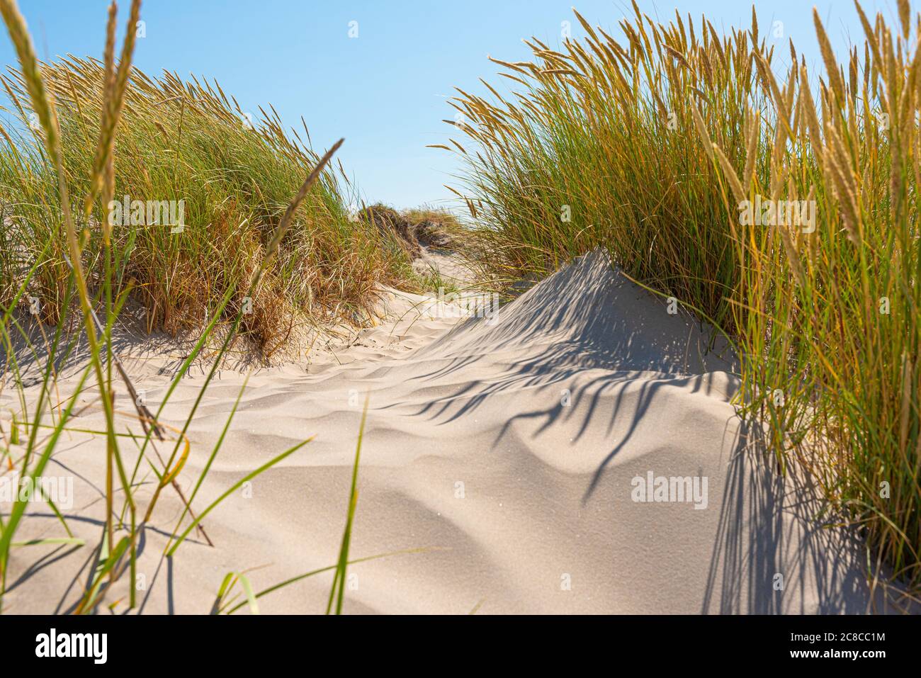 Reeds and grass in the sand by a beach Stock Photo - Alamy
