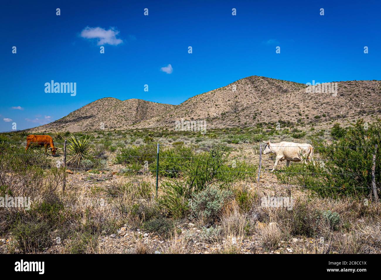 Criollo cattle graze on the open range of the Chihuahuan Desert in ...