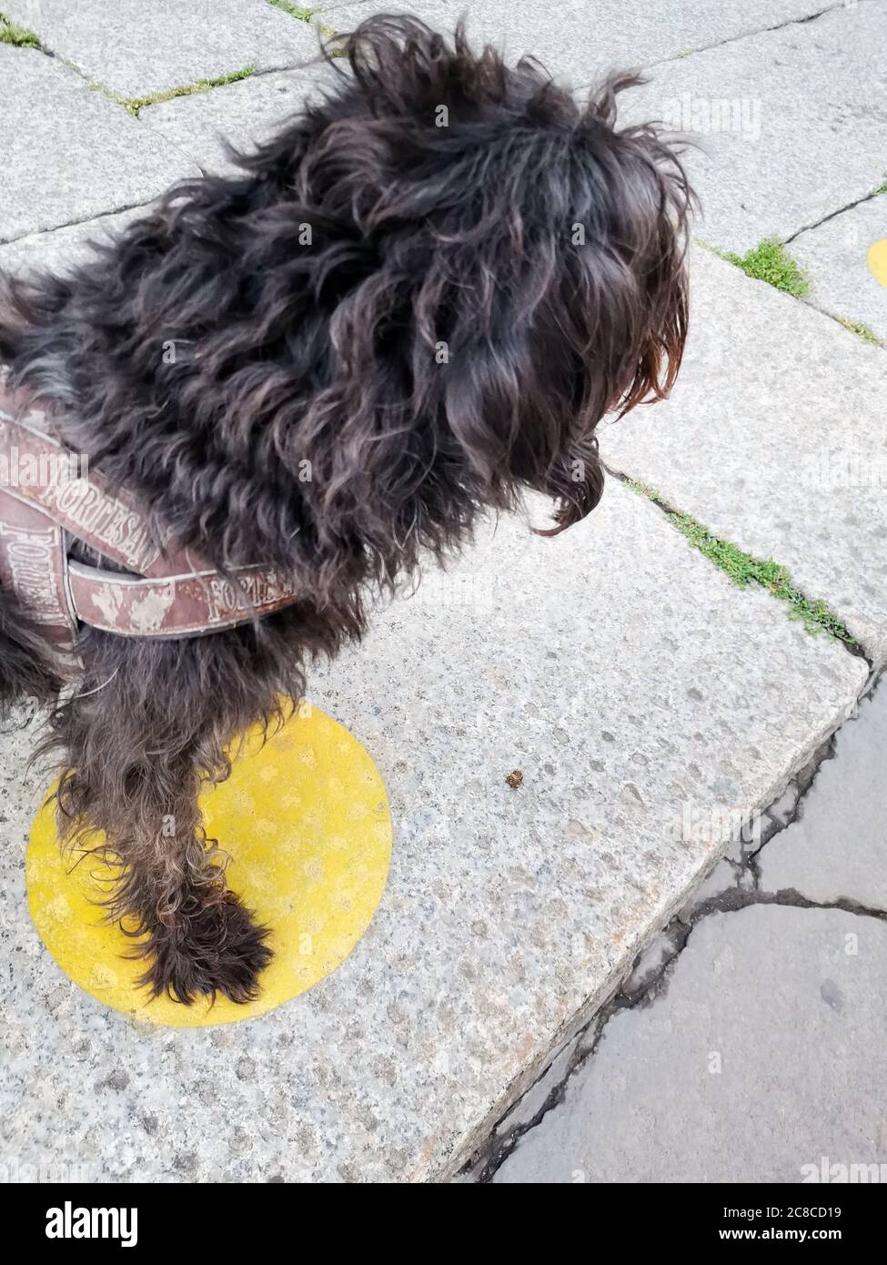 Dog on kepp your distance stand here floor mark for social distancing ...