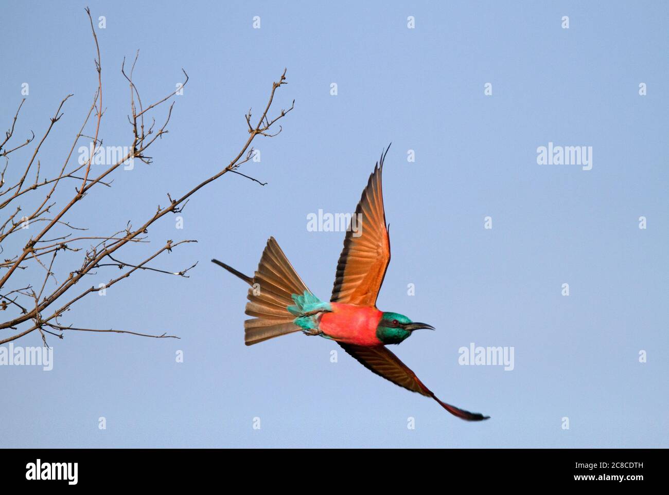 southern carmine bee-eaters in flight. The southern carmine bee-eater ...