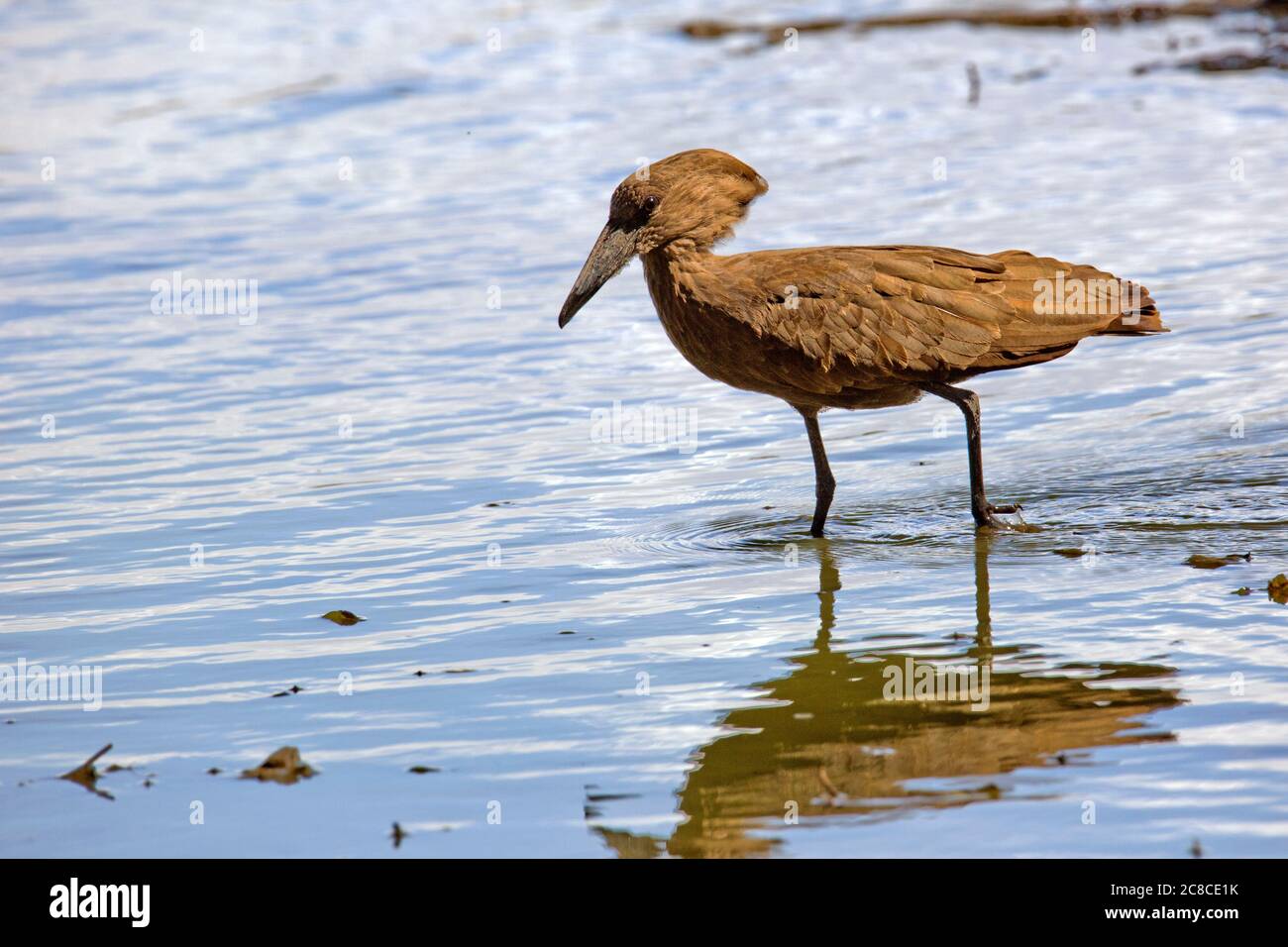 Hammerkop (Scopus umbretta). The hammerkop is found in all wetland ...
