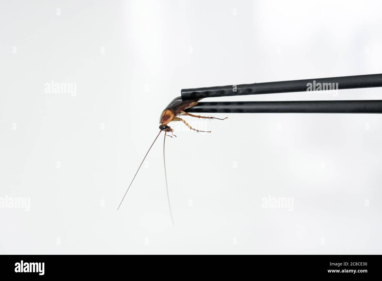 Holds a cockroach with Chinese chopsticks. Insects as food. Exotic ...