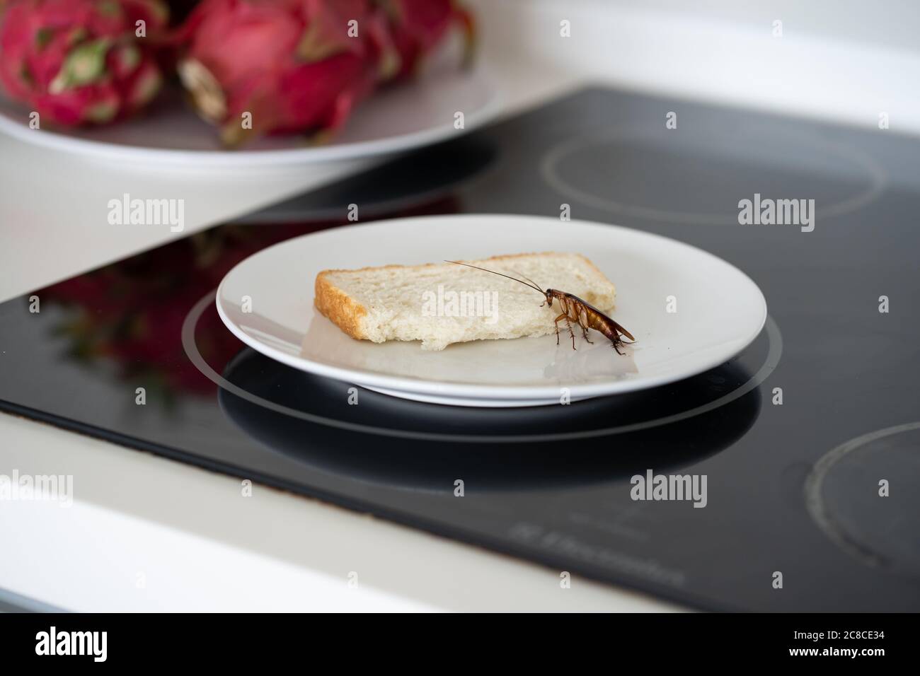 A cockroach is sitting on a piece of bread in a plate in the kitchen ...