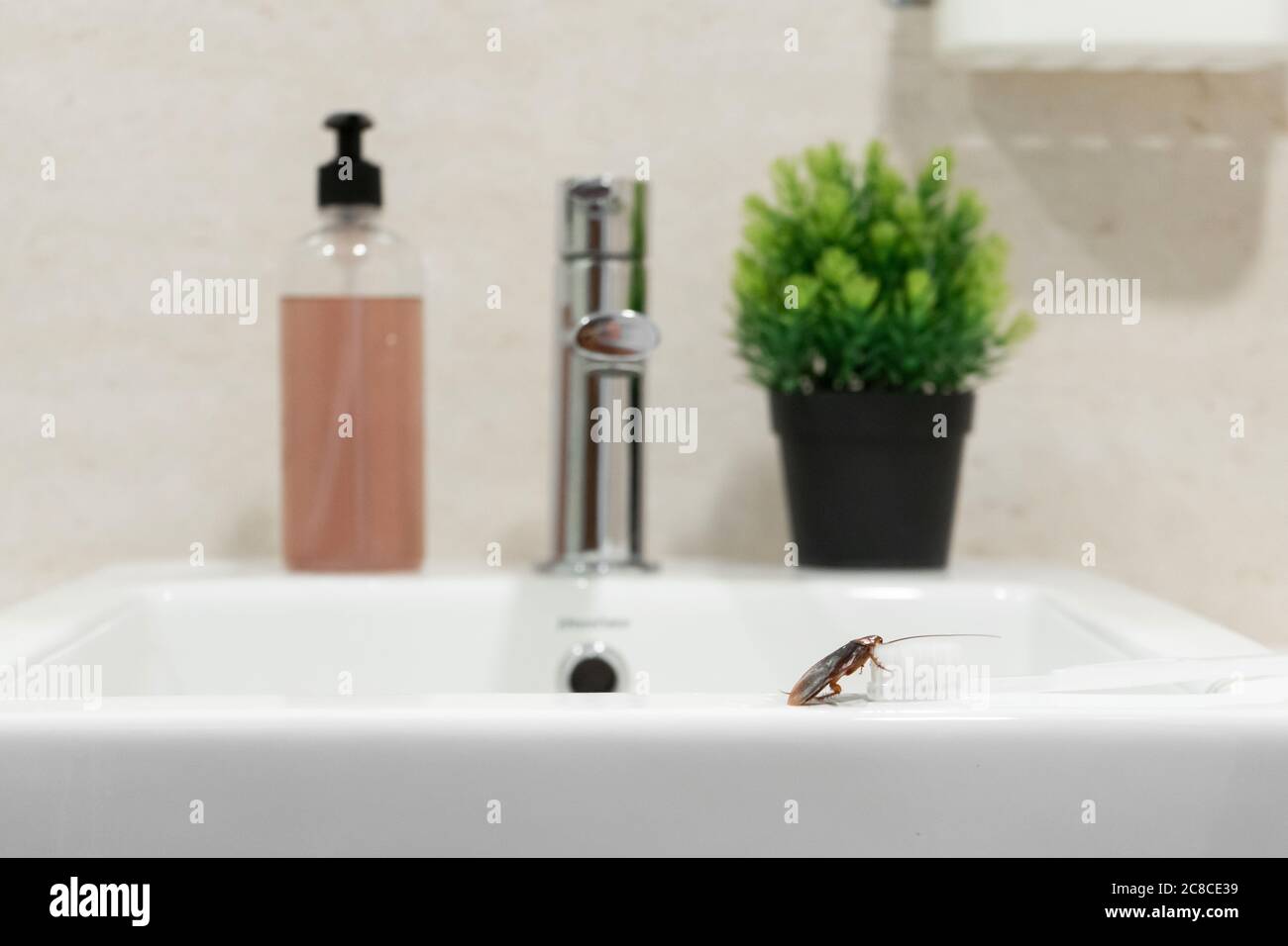 Cockroach in the bathroom on the sink. The problem with insects Stock ...