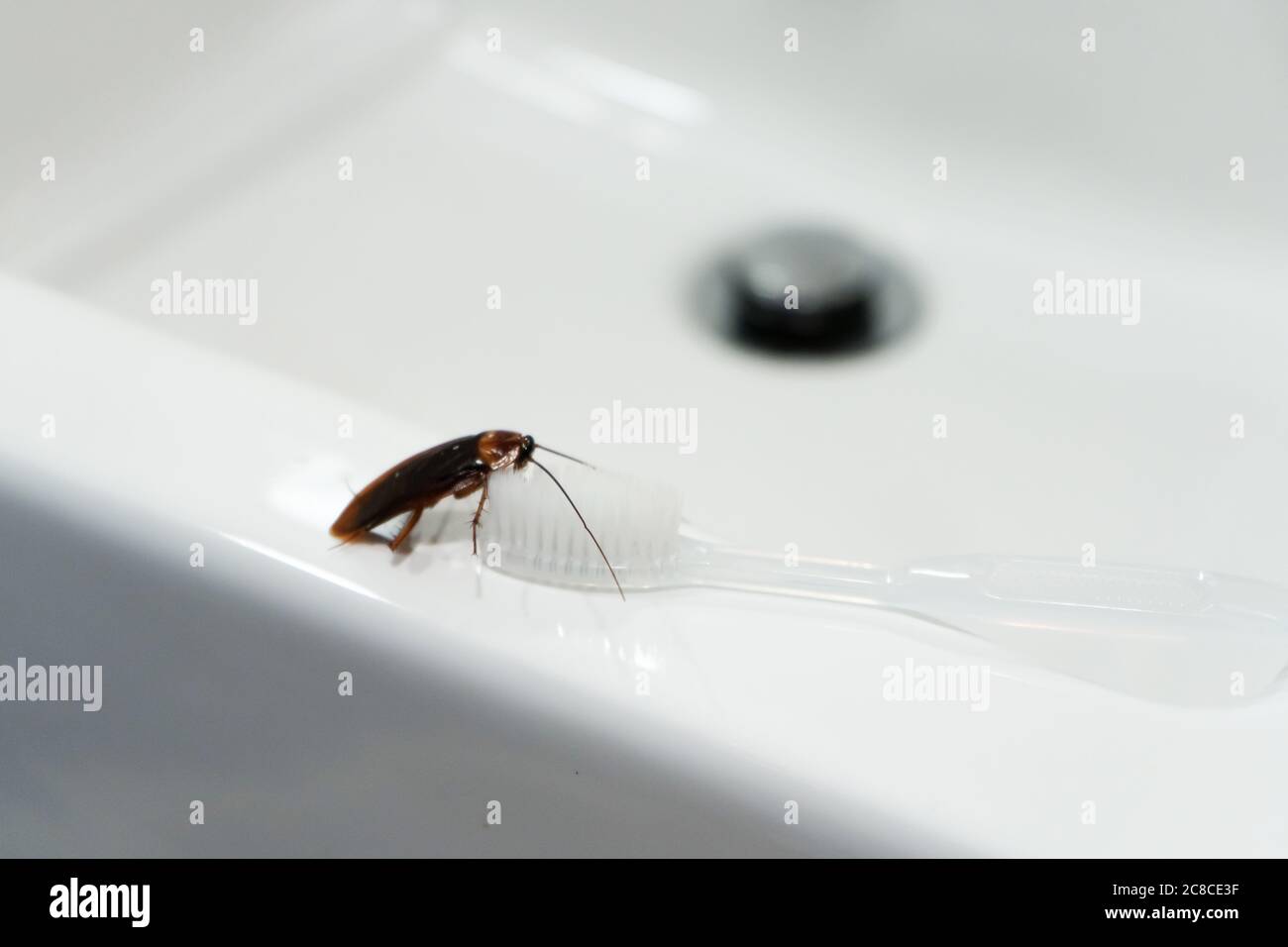 Cockroach in the bathroom on the sink. The problem with insects Stock ...