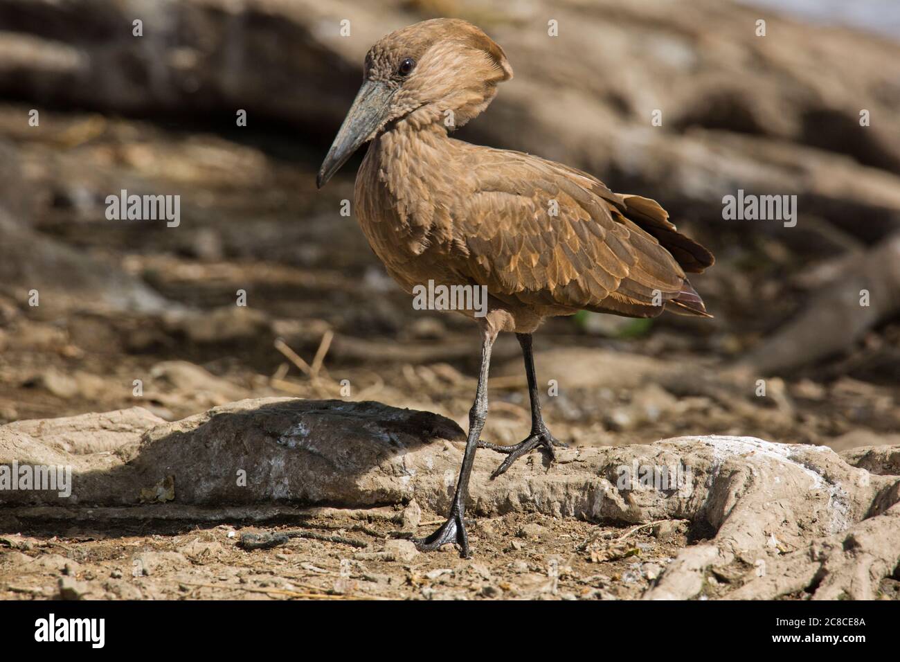 Hammerkop (Scopus umbretta). The hammerkop is found in all wetland ...