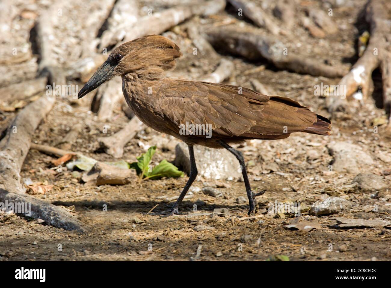 Hammerkop (Scopus umbretta). The hammerkop is found in all wetland ...