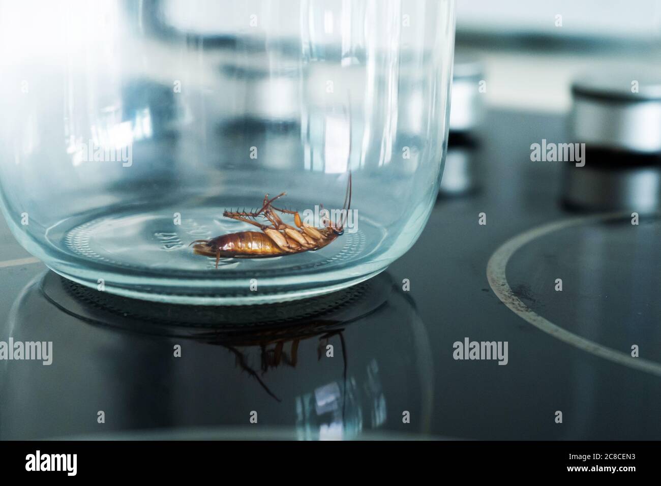 Cockroach in a glass jar in the kitchen Stock Photo - Alamy
