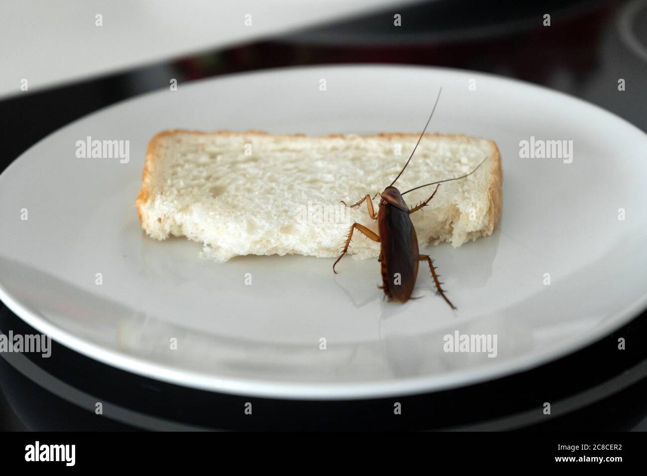 A cockroach is sitting on a piece of bread in a plate in the kitchen ...