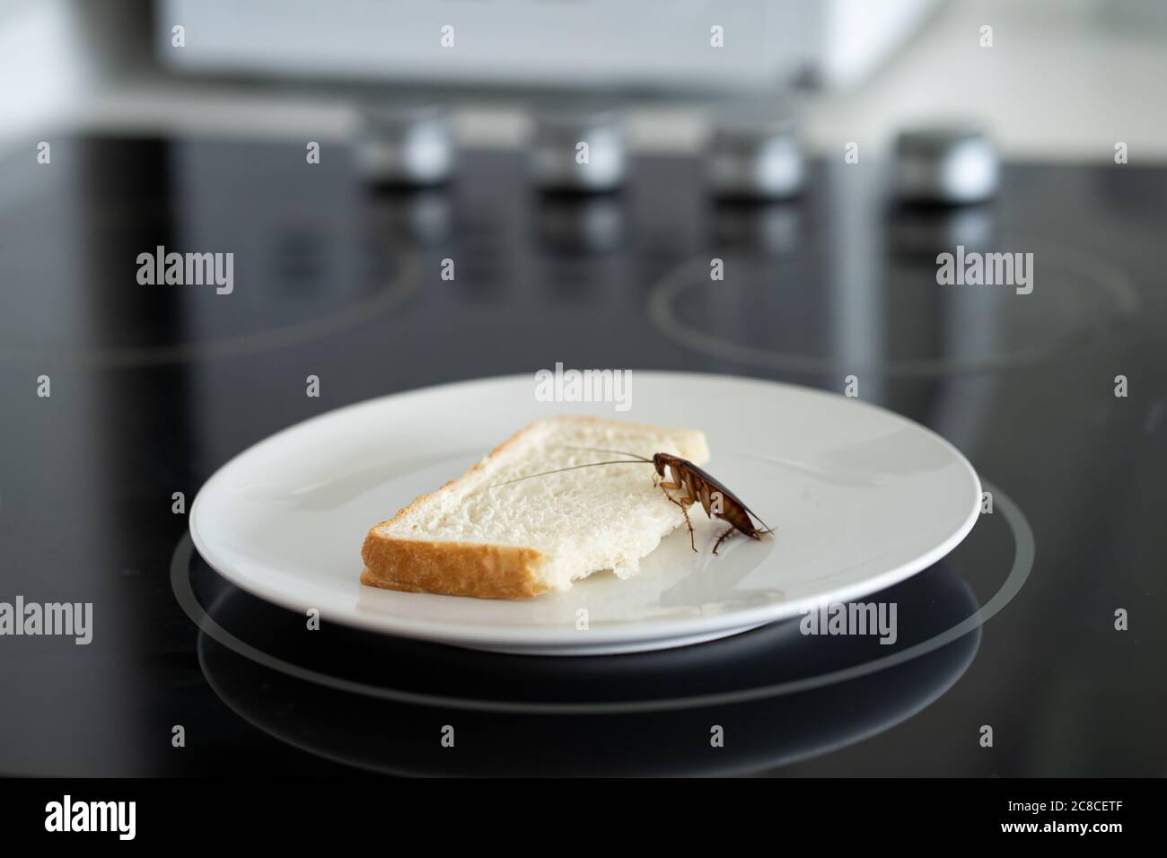 A cockroach is sitting on a piece of bread in a plate in the kitchen ...