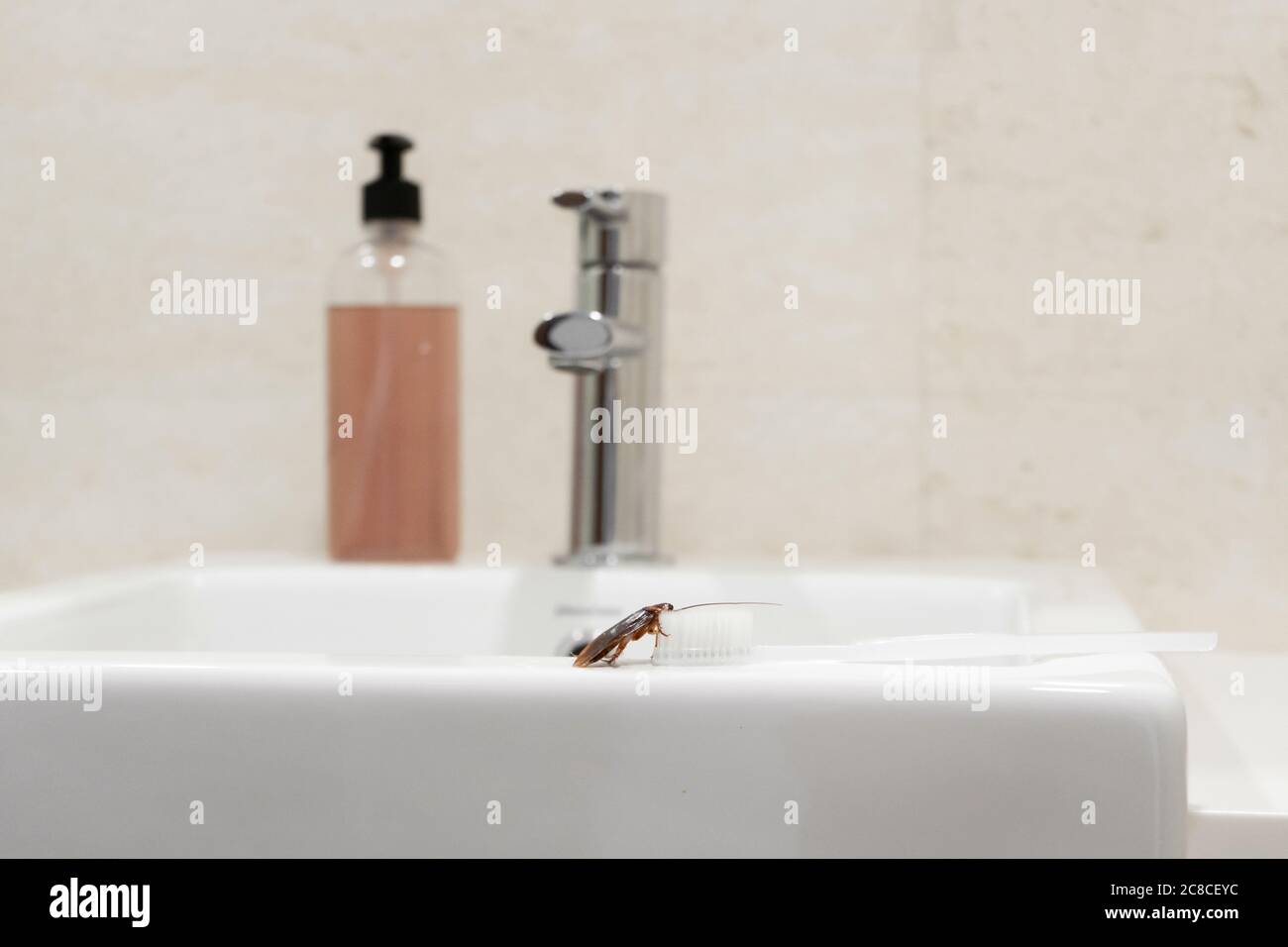 Cockroach in the bathroom on the sink. The problem with insects Stock ...