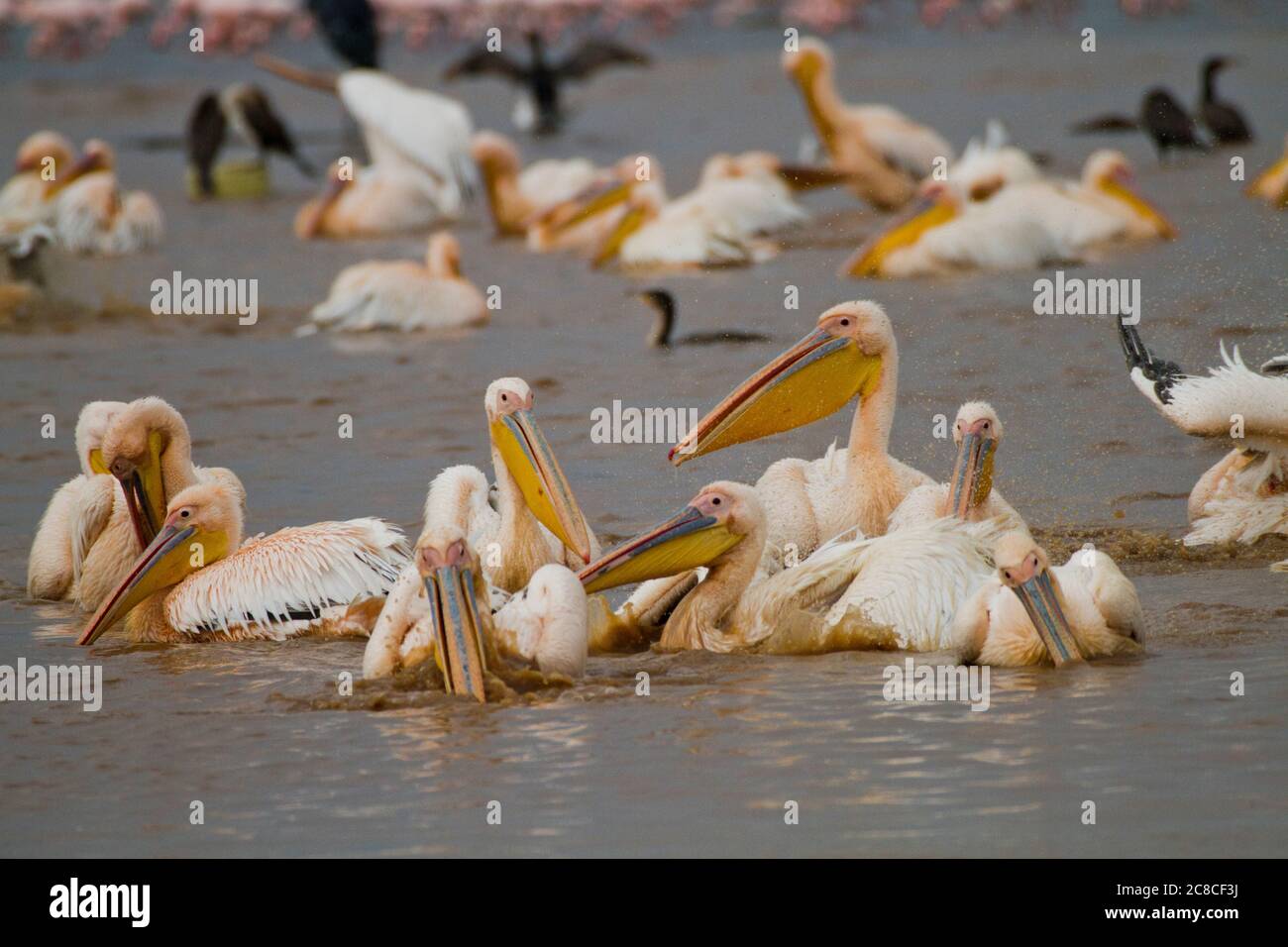 Great White Pelican (Pelecanus onocrotalus) flock in the water, hulla ...