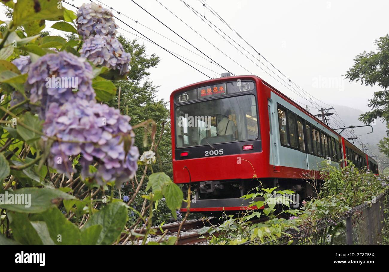 A Hakone Tozan Railway train runs beside hydrangea flowers in the ...