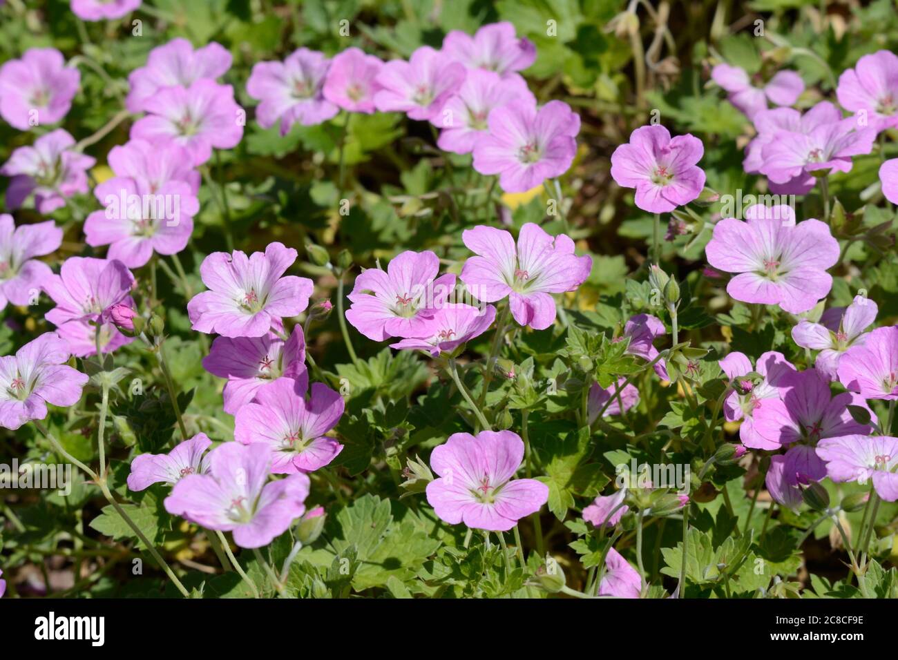 Geranium ‘mavis simpson’ hi-res stock photography and images - Alamy