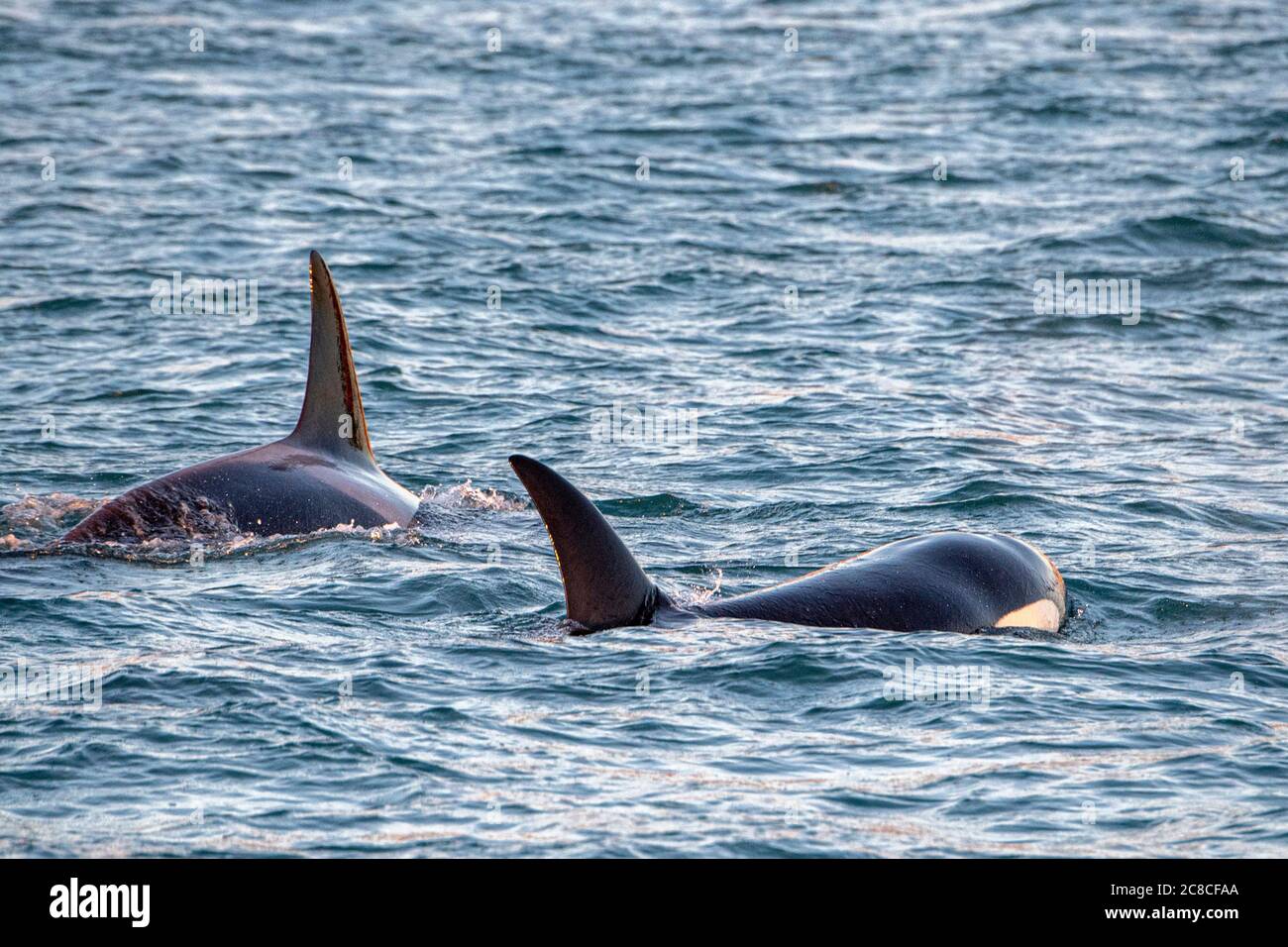 orca killer whale in mediterranean sea Genoa, Italy coming from Iceland ...
