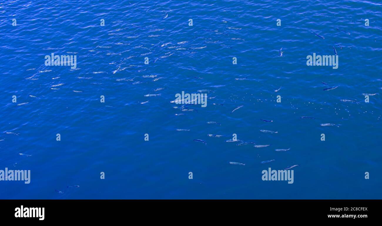 Mullet fish swimming underwater hi-res stock photography and images - Alamy