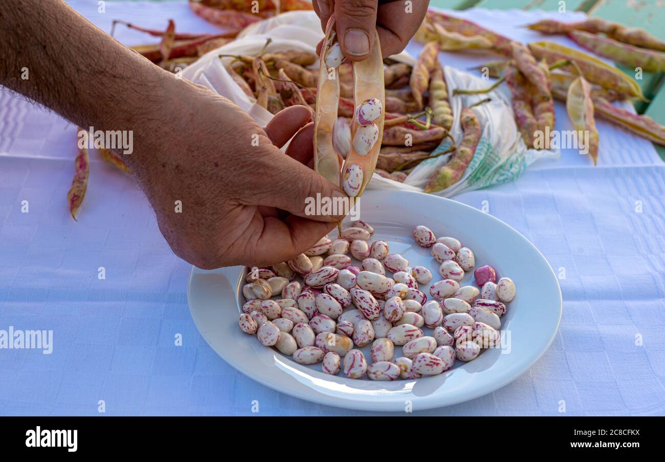 Peeled broad beans hi-res stock photography and images - Alamy