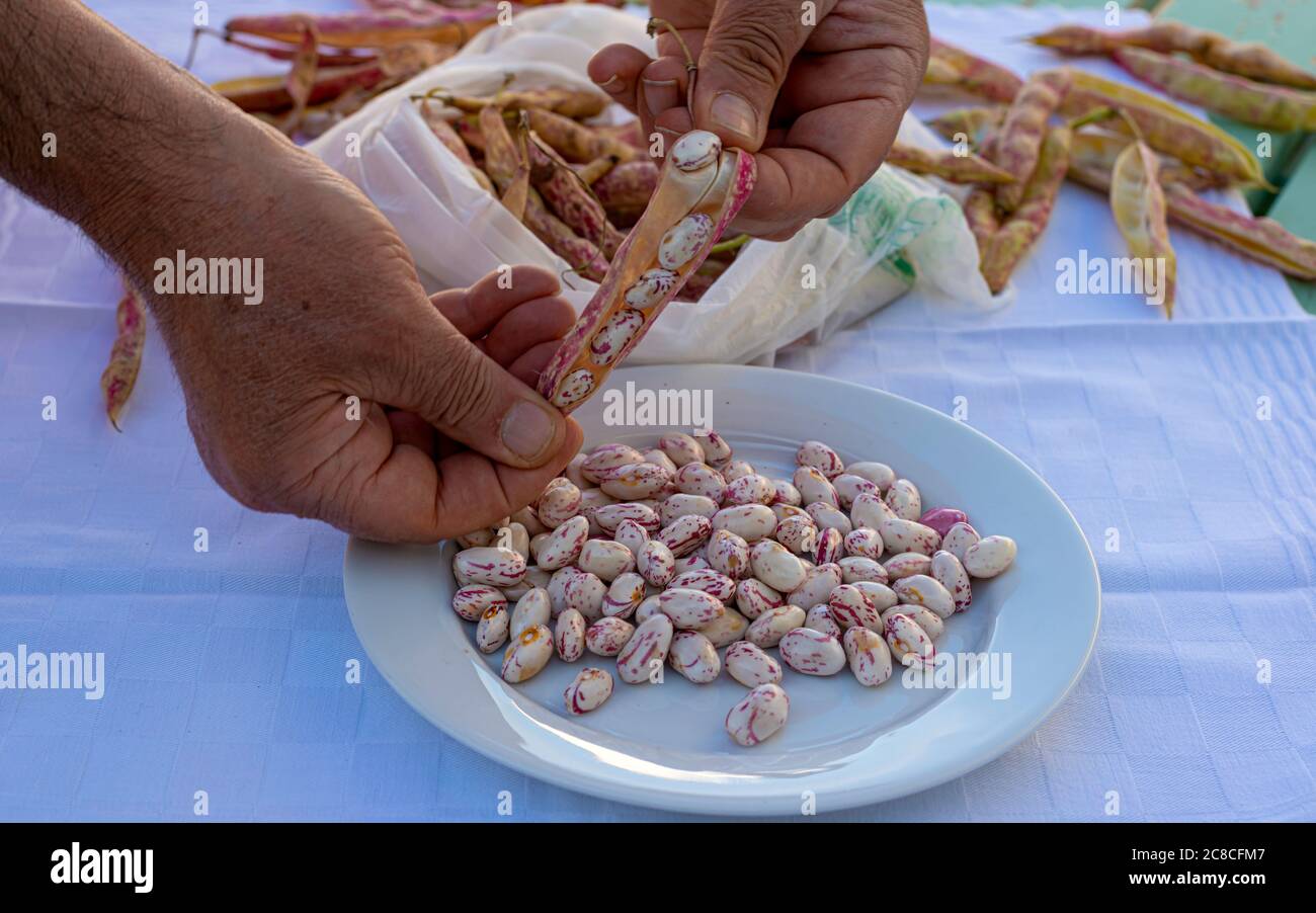 Broad beans. Peeling off the pod of green broad bean Stock Photo - Alamy