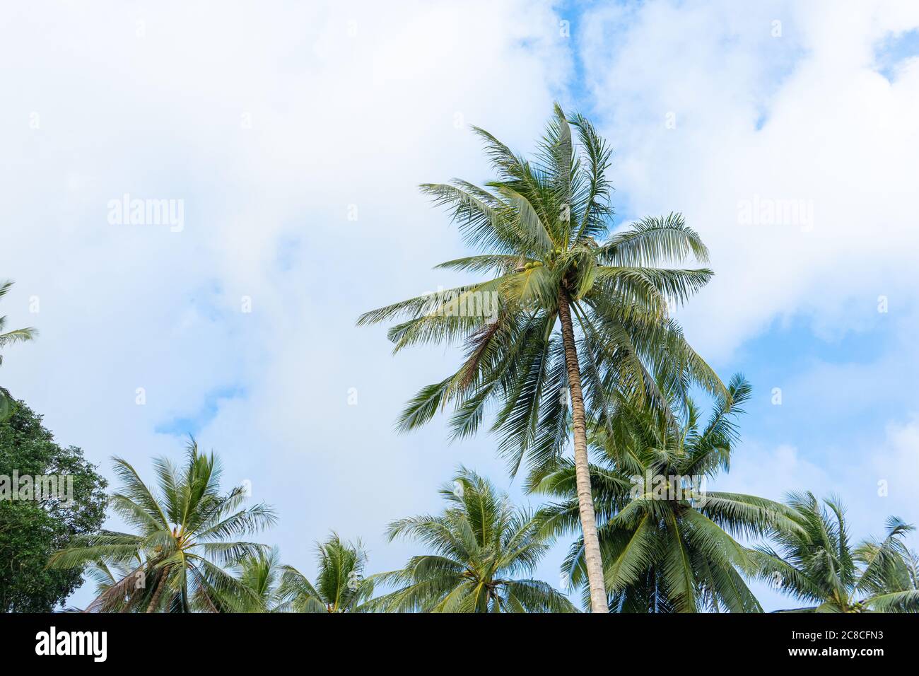 palm grove. Palm trees in the tropical jungle. Symbol of the tropics ...