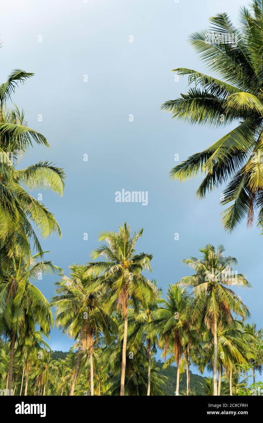 palm grove. Palm trees in the tropical jungle. Symbol of the tropics ...
