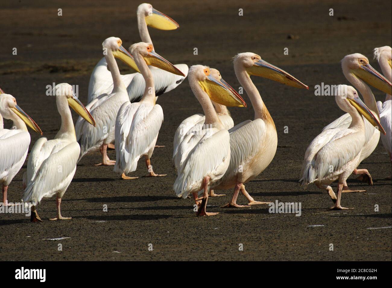 Great White Pelican (Pelecanus onocrotalus) flock in the water, hulla ...