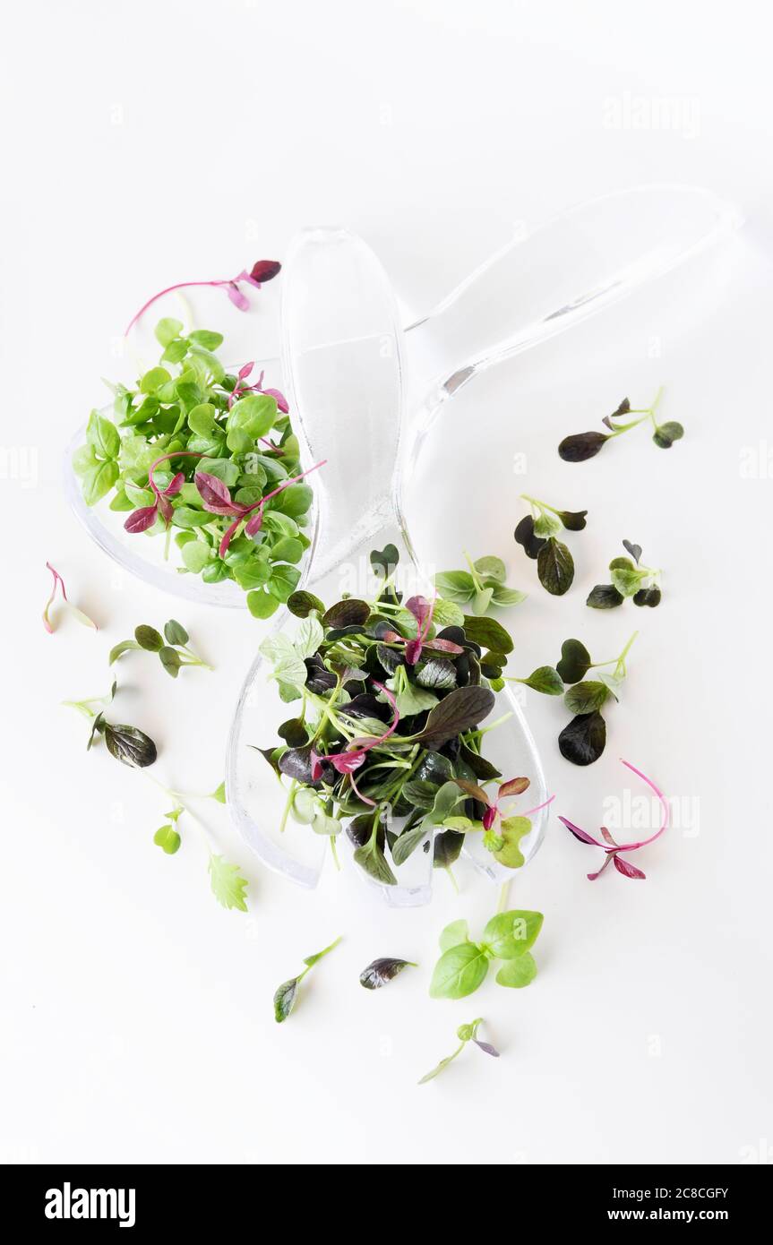 Micro greens hi-res stock photography and images - Alamy