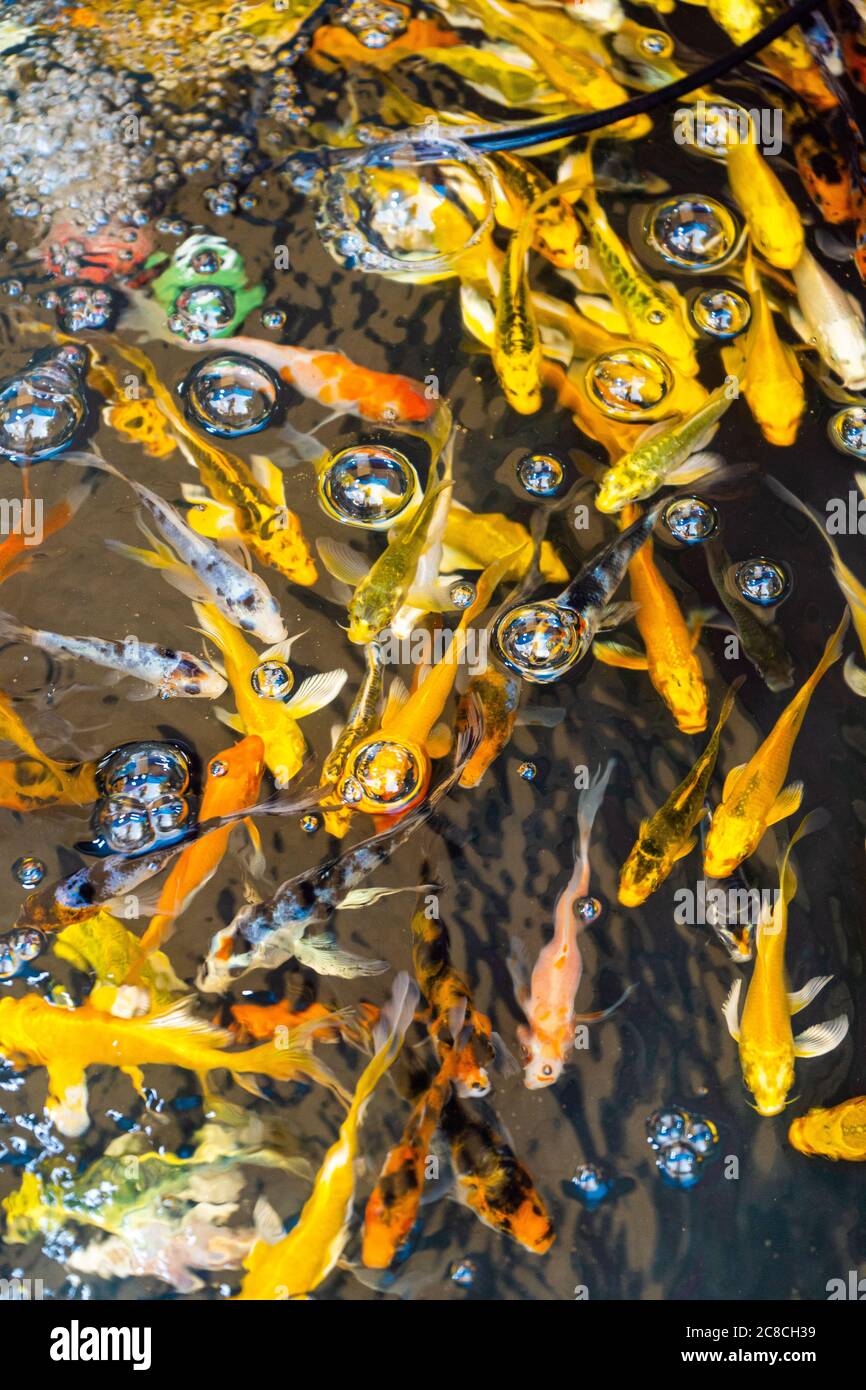 Colored tropical fish in a decorative pond. Orange decorative fish on a ...